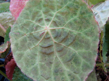 begonia goegoensis