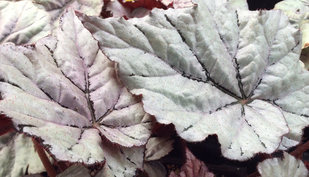 Begonia Italian Ice