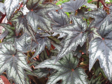 begonia Little Brother Montgomery