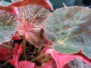 begonia 'Midnight Sun'