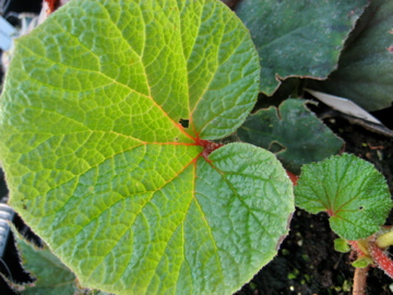 begonia paleata