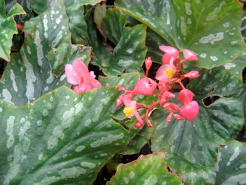 begonia Paper Snowflake