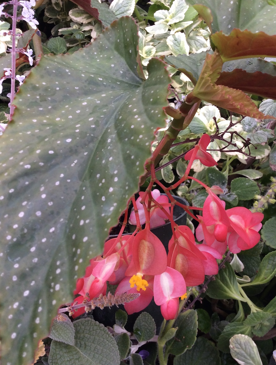 begonia Peppermint Stick