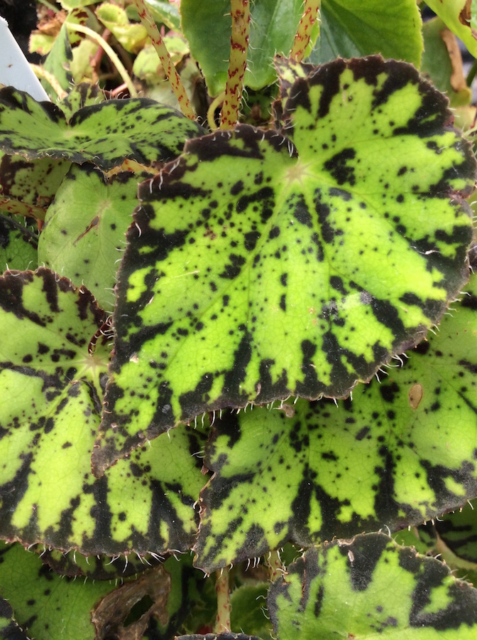 begonia Persian Brocade