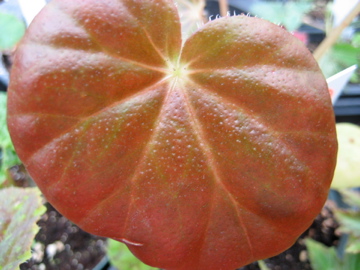 Begonia ‘Red Fred’