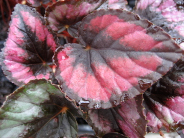 begonia ‘Red Heart’