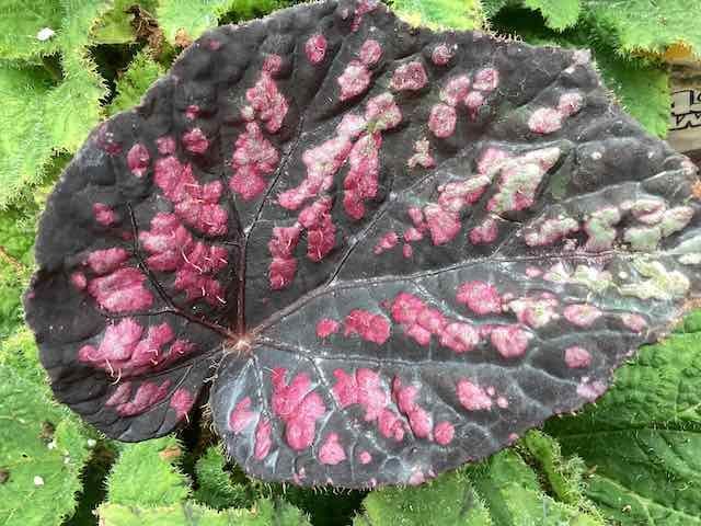 begonia Pandora