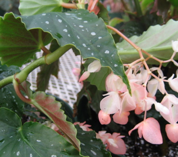 begonia Silver Mist