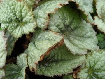 begonia Silver Mist Rex