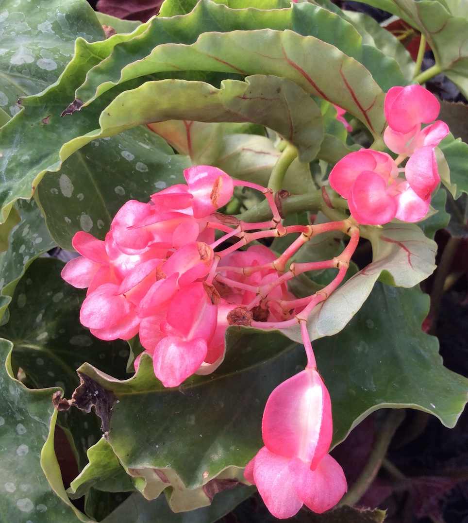 begonia Splish Splash