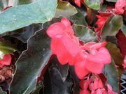 begonia Torch