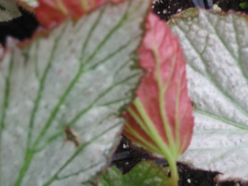 begonia Two Face