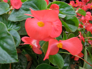 begonia Whopper Red with Green Leaves