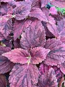 Coleus Alabama Sunset