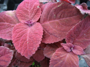 Coleus Big Red