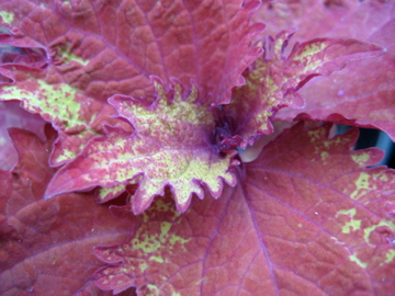 Coleus Burgundy Splash