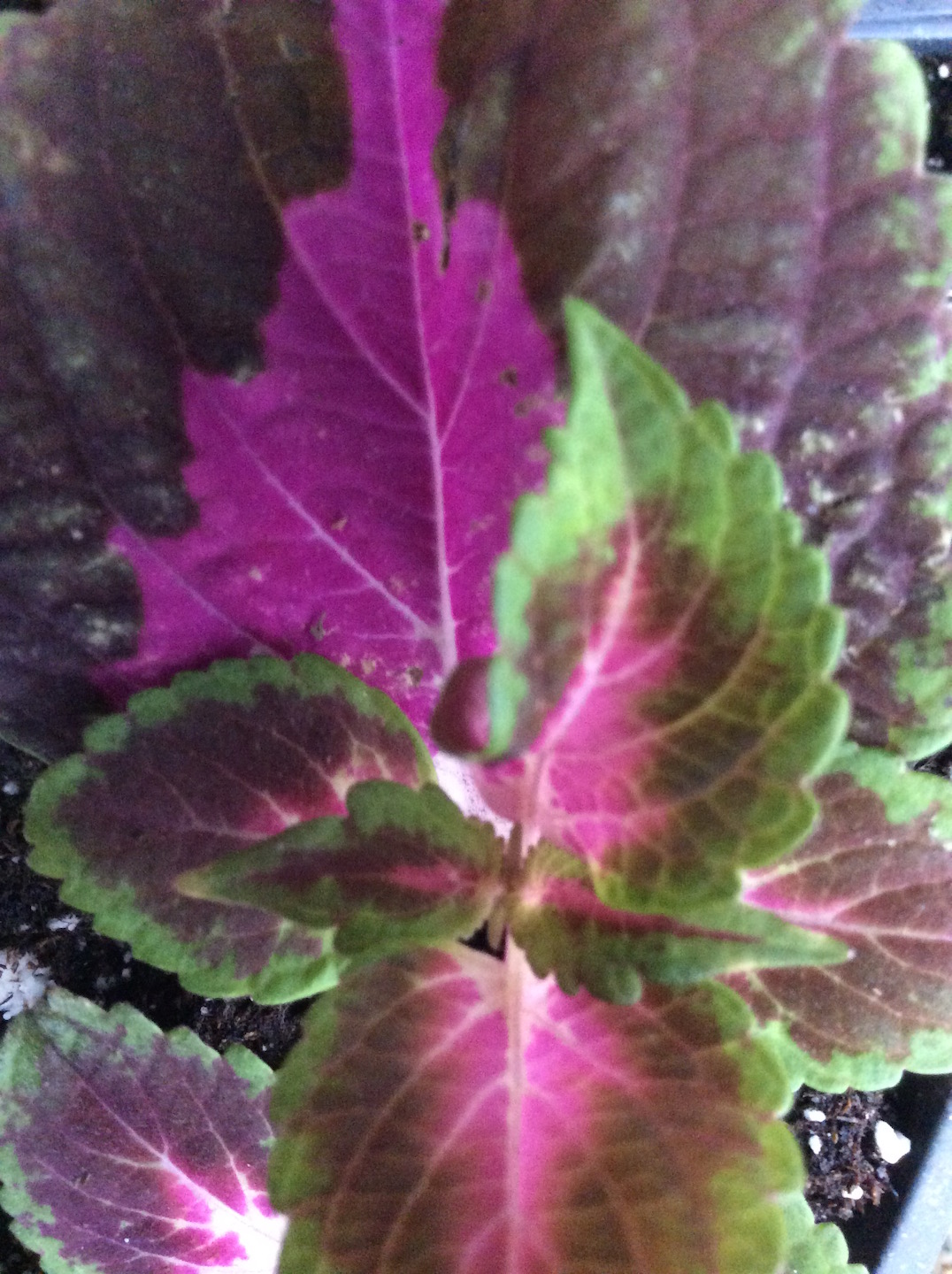 Coleus Cherry Fudge Sundae
