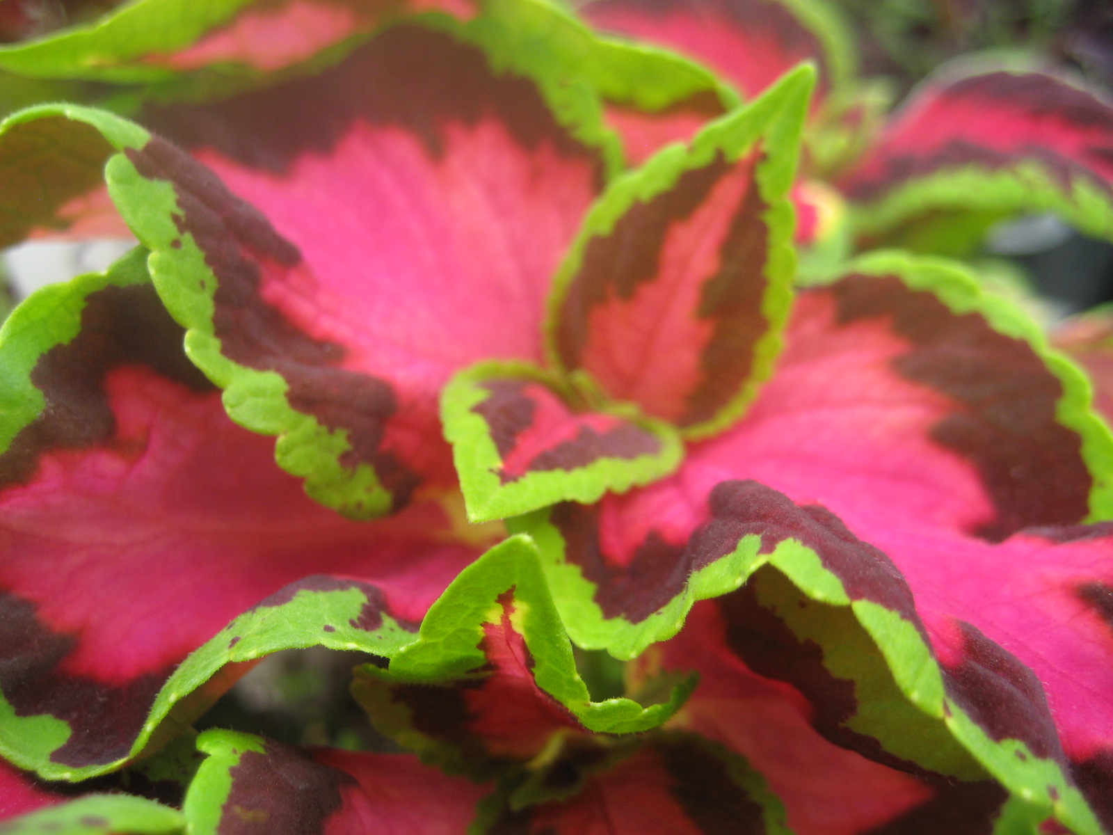 Coleus Chocolate Covered Cherry