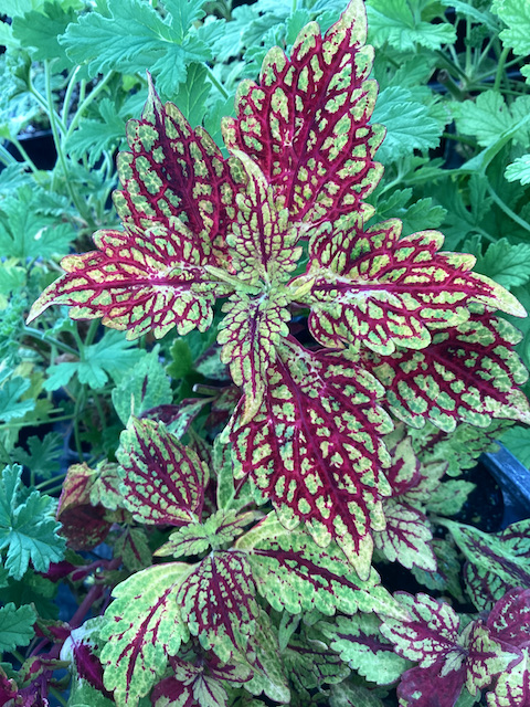 Coleus Fishnet Gold