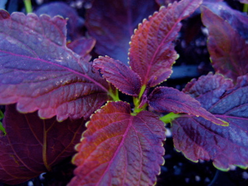Coleus Mariposa