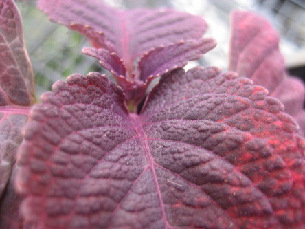 Coleus Raspberry Parfait