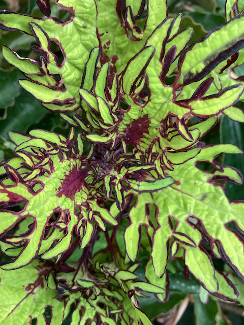 Coleus Gold Anemone