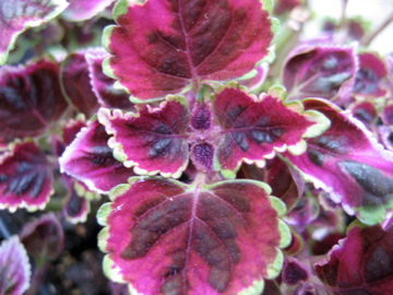 Coleus Ruffles