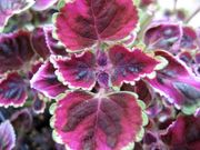 Coleus Ruffles