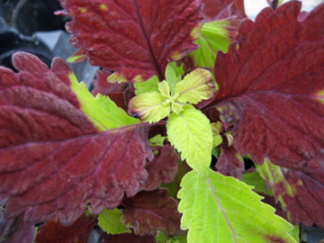 Coleus Sunset