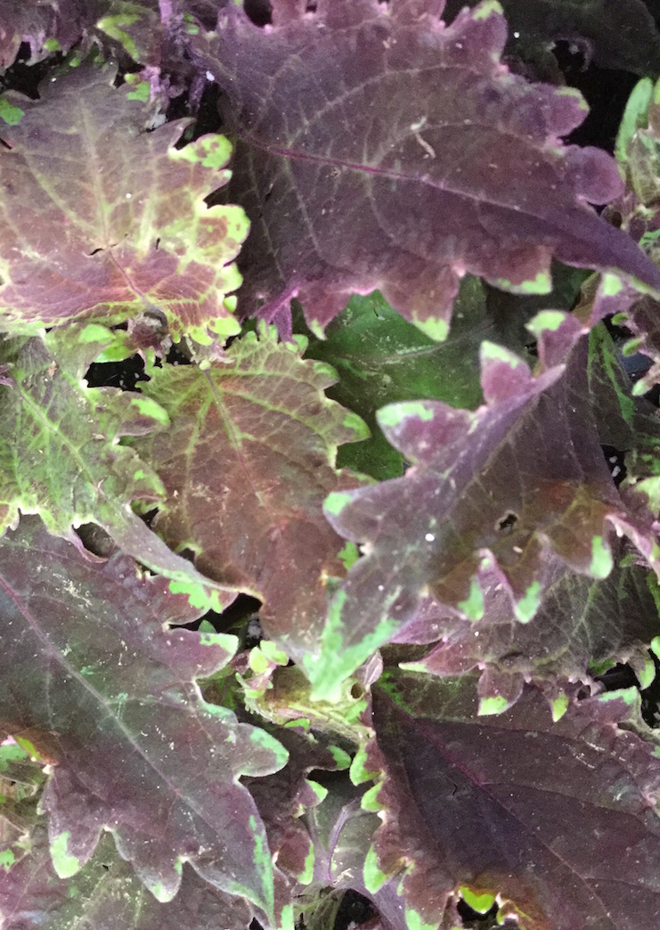 Coleus Dark Ruffles