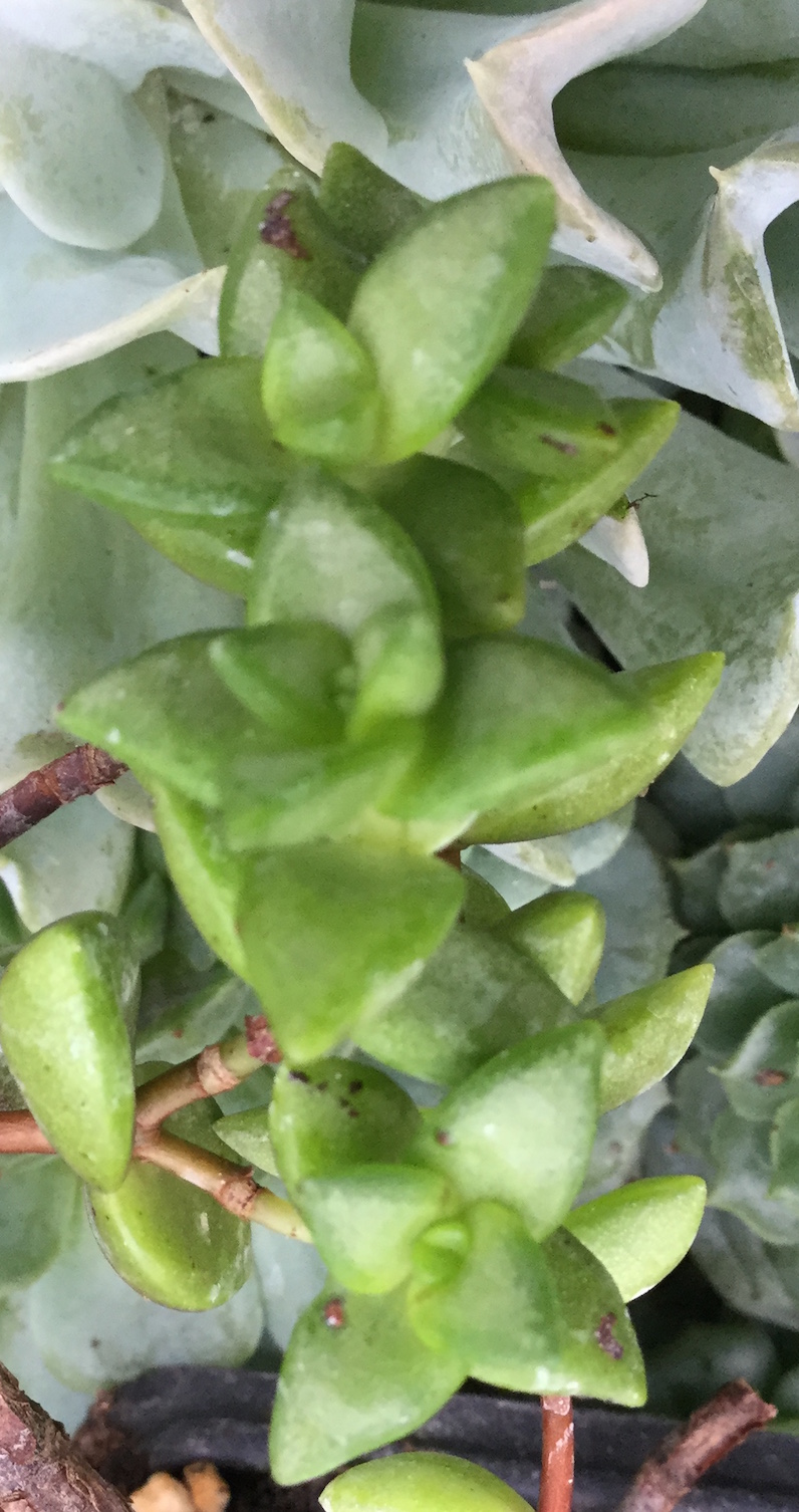 Crassula rupestris