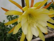 Epiphyllum King's Ransom