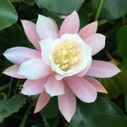 Epiphyllum Pink Blush