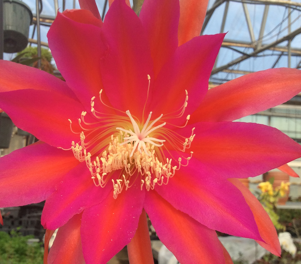 Epiphyllum Pink Bow