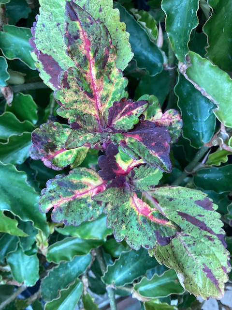 Coleus Miss Monahan