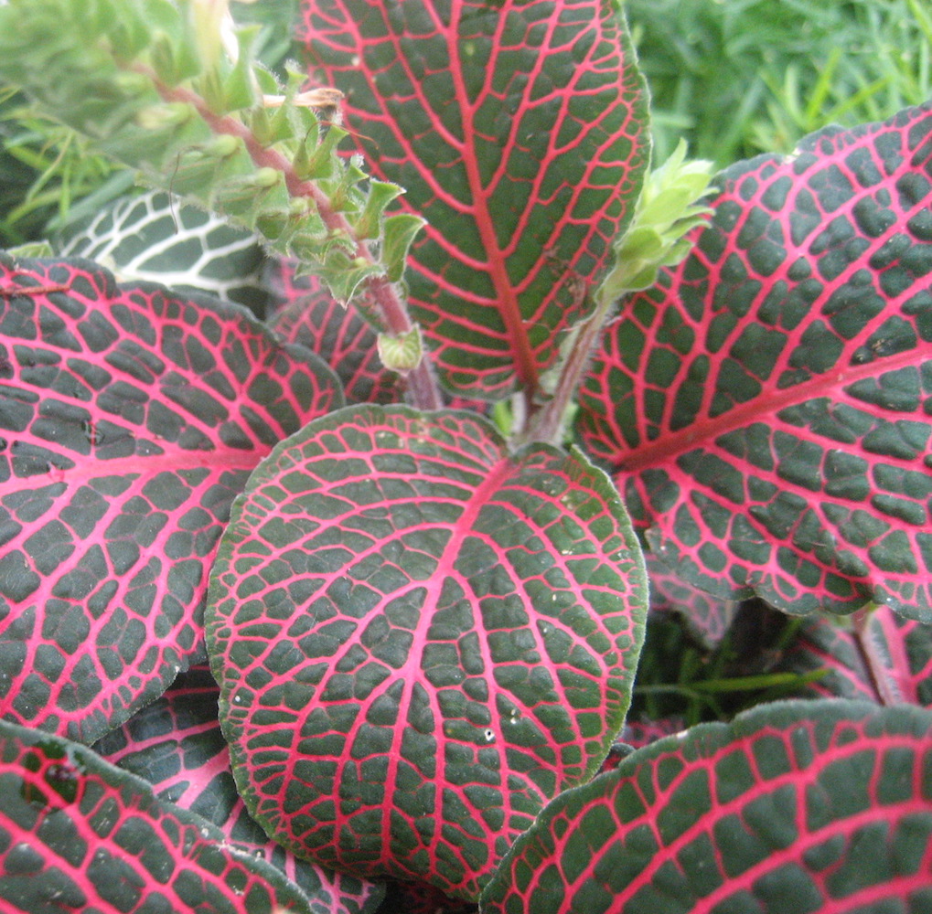 Fittonia Red