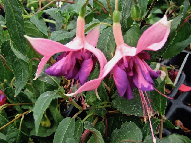 Fuchsia Blueberry Fizz