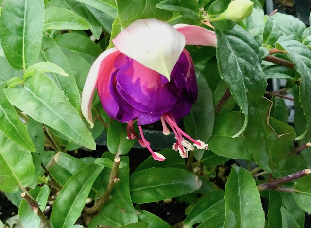 Fuchsia Brookwood Joy