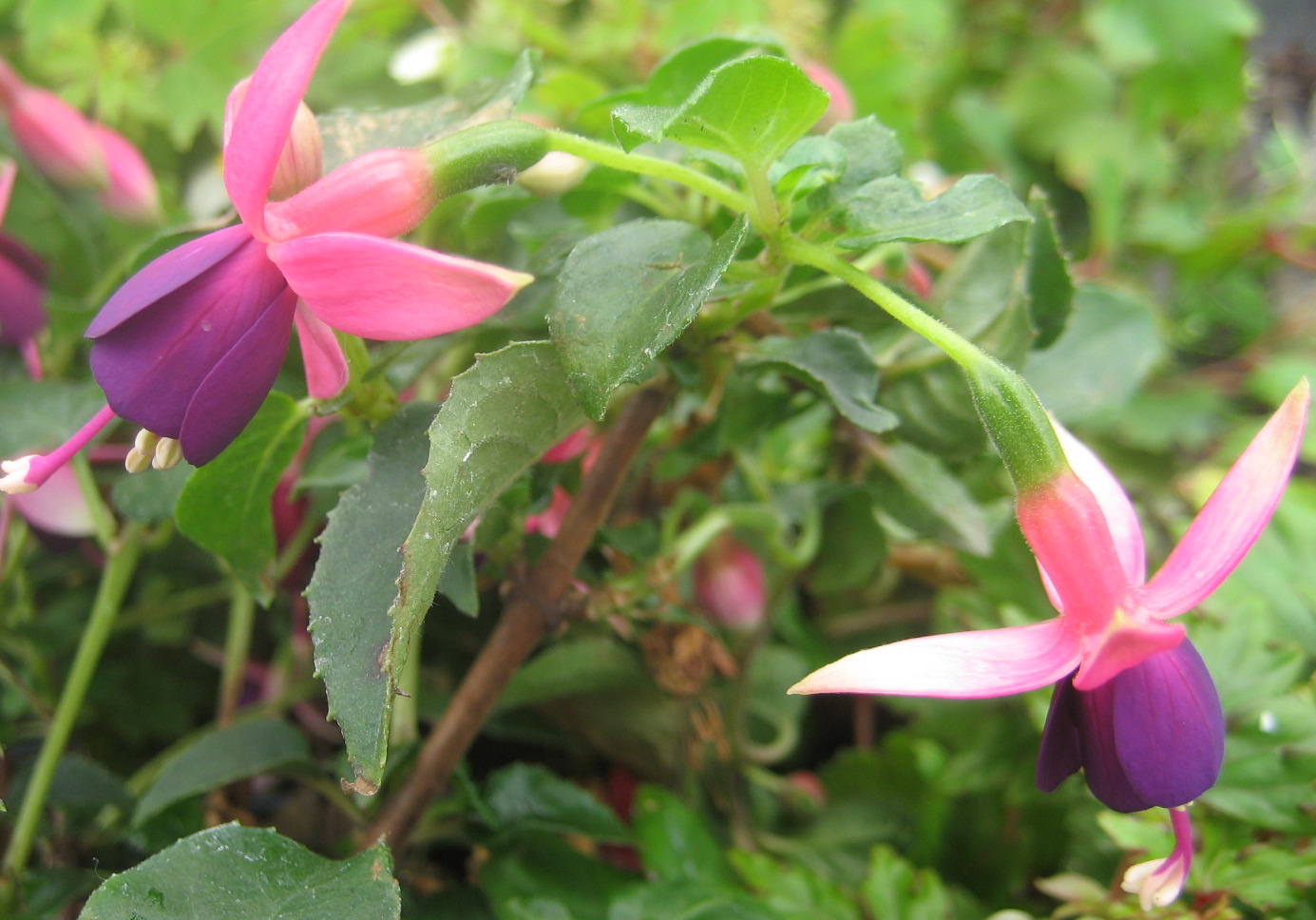 Fuchsia President George Bartlett