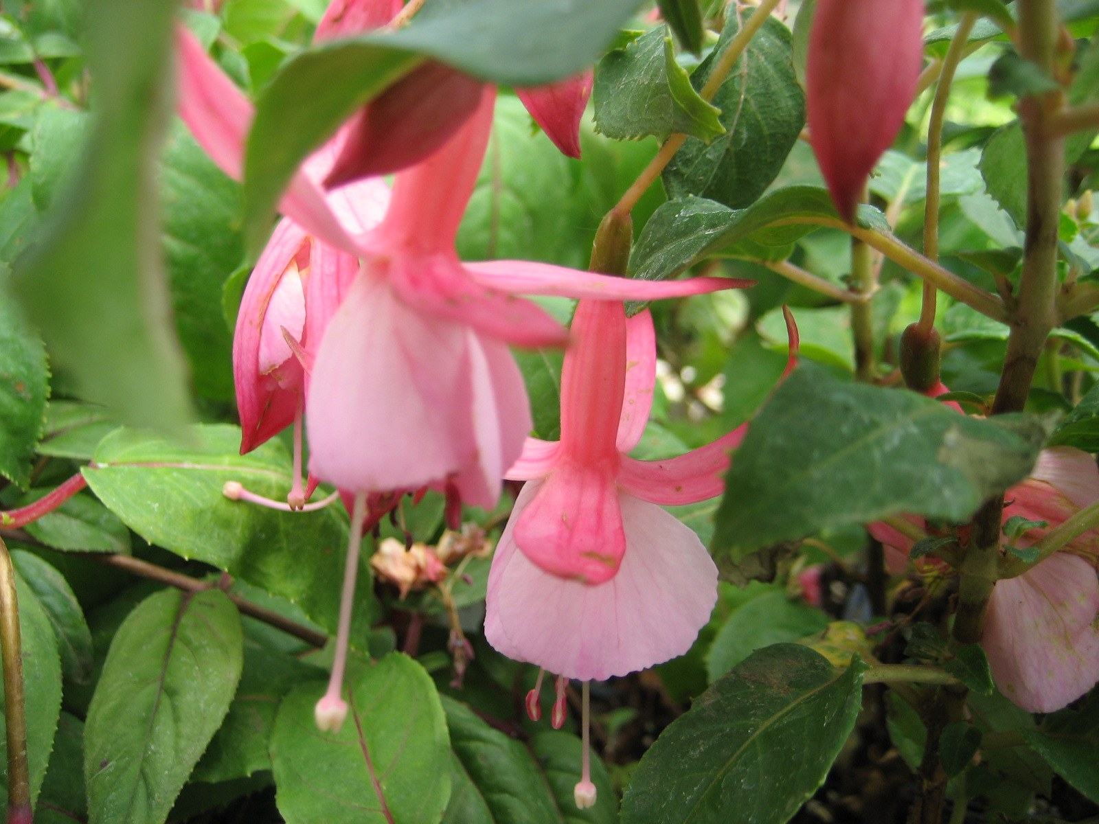 fuchsia Shrimp Coctail