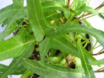English Ivy (Hedera Helix) 'Lady Kay'