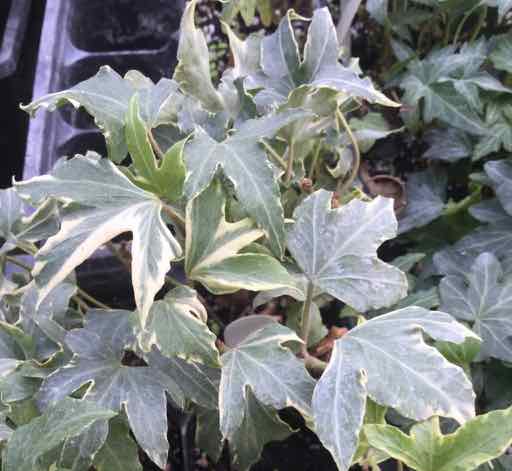 Hedera helix Mini Adam