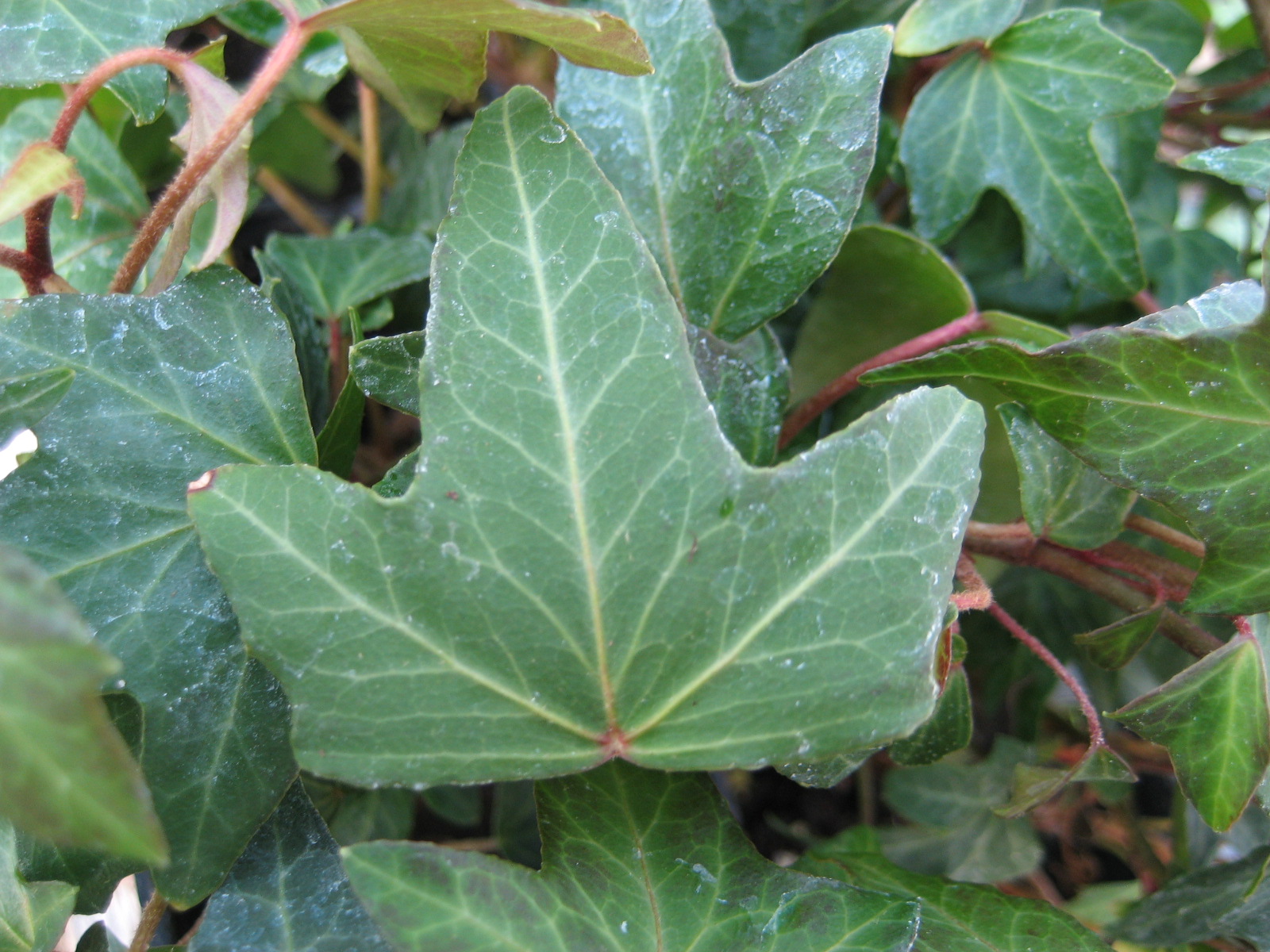 English Ivy (Hedera Helix) 'Needlepoint'