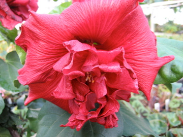 Hibiscus Double Voodoo