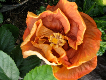 Hibiscus Voodoo Magic