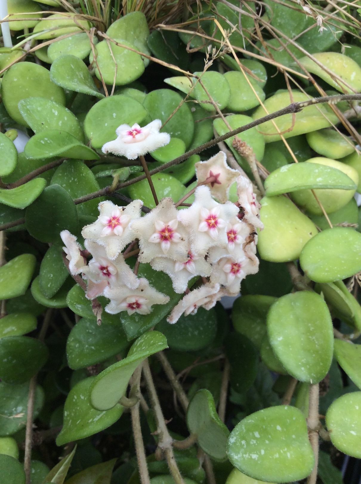 Hoya 'Mathilde'
