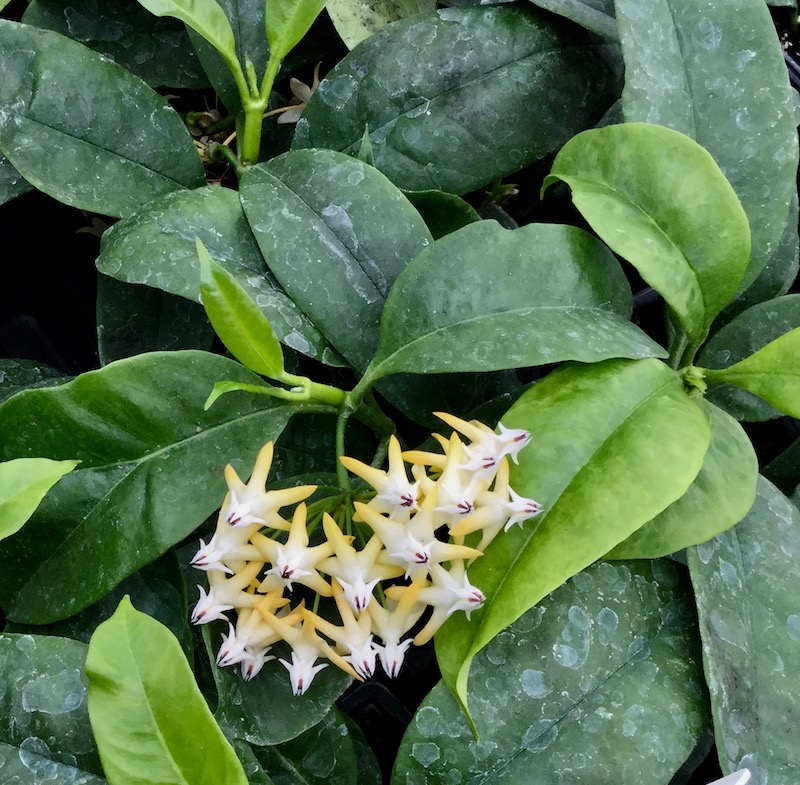 Hoya multiflora