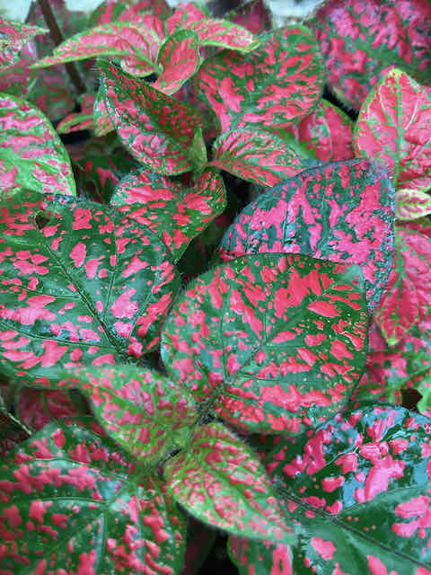 Hypoestes Polka-Dot Green and Red