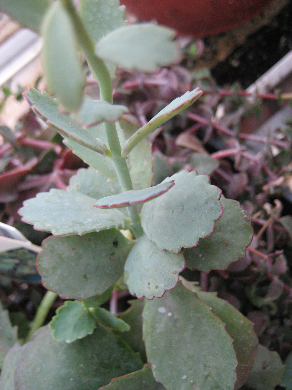 Kalanchoe