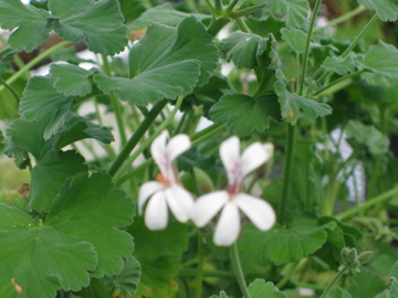 Nutmeg geranium (Pelargonium cv.)